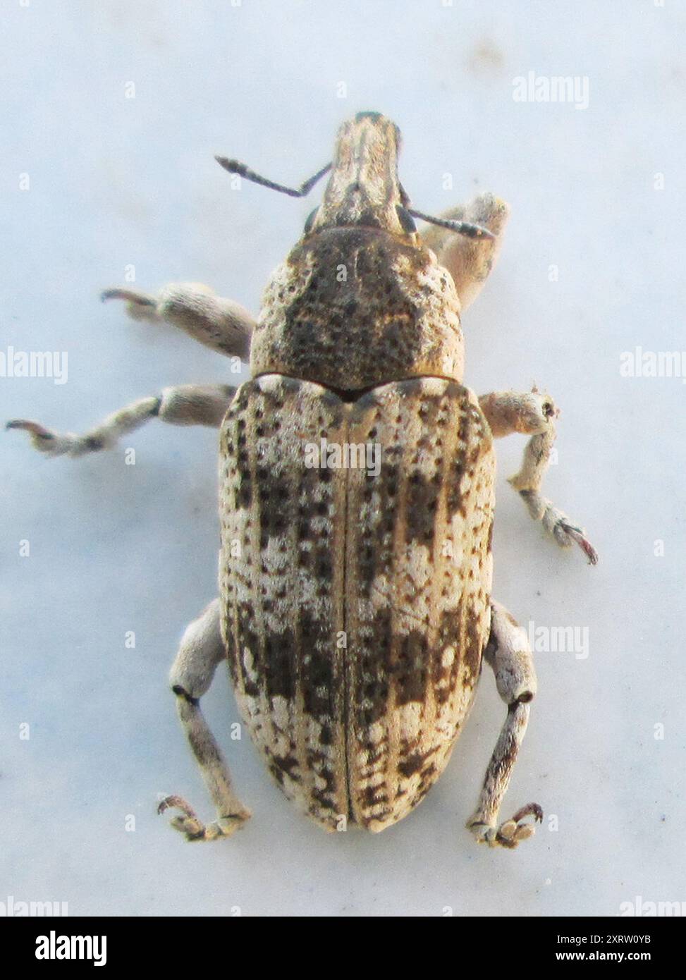 Cleonini hi-res stock photography and images - Alamy