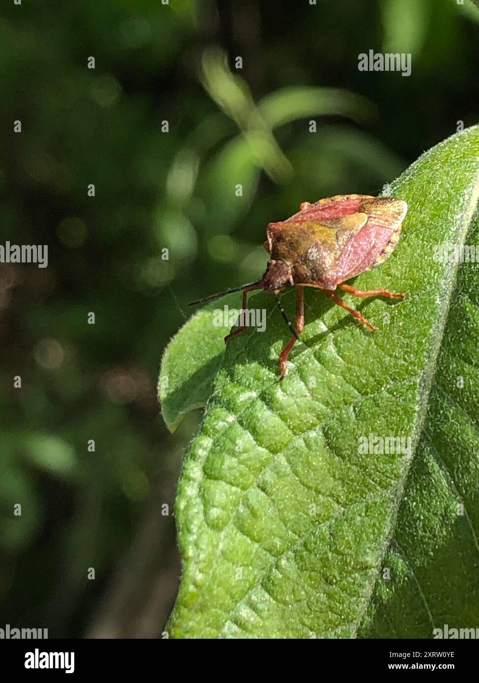 Black-shouldered Shieldbug (Carpocoris purpureipennis) Insecta Stock ...