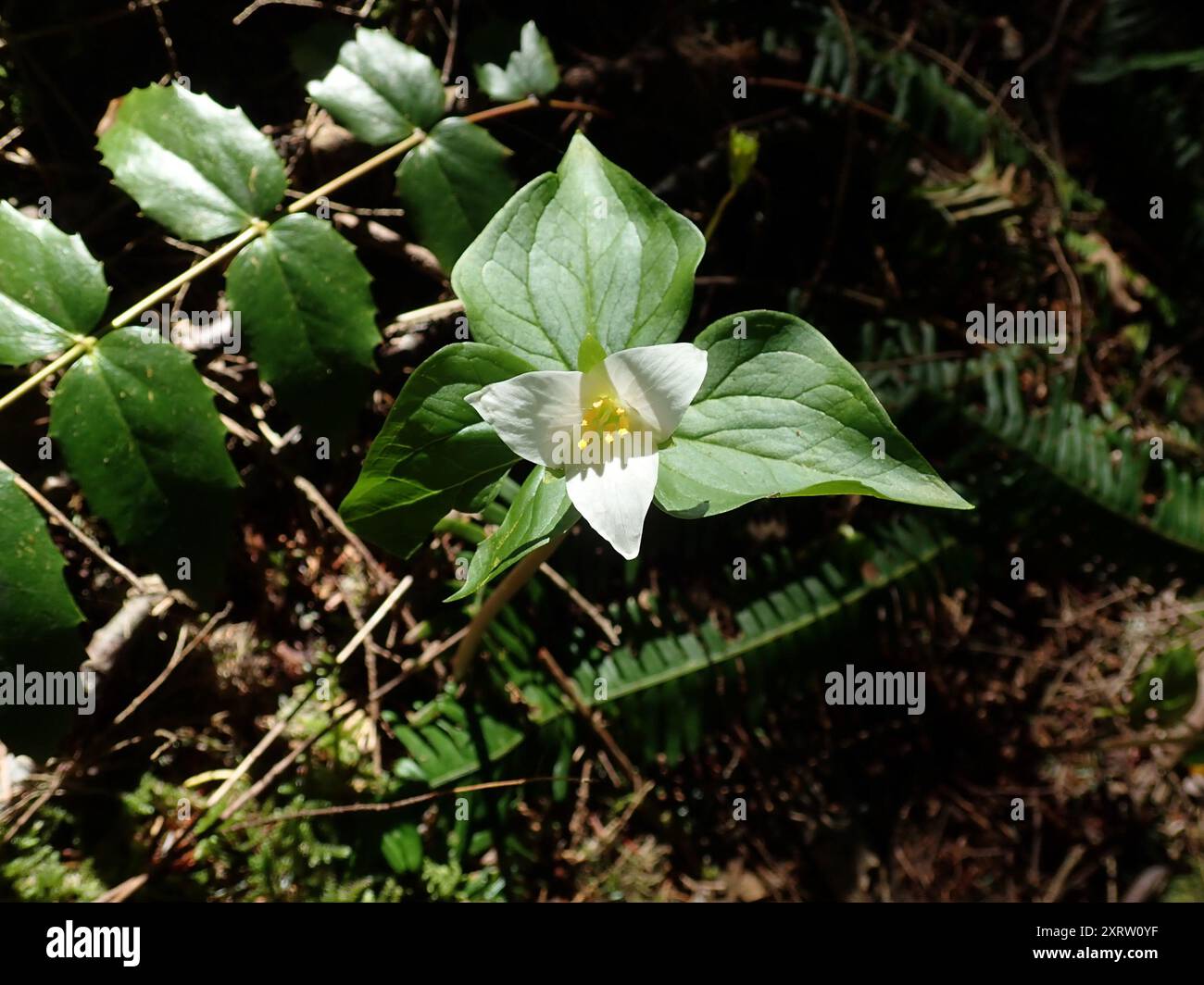 Pacific trillium (Trillium ovatum) Plantae Stock Photo - Alamy