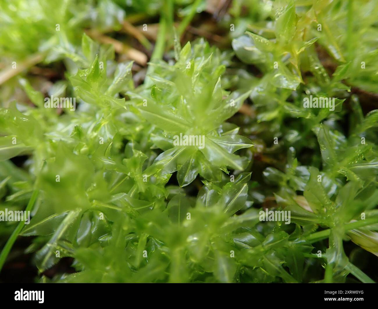 Badge Moss (Plagiomnium insigne) Plantae Stock Photo - Alamy