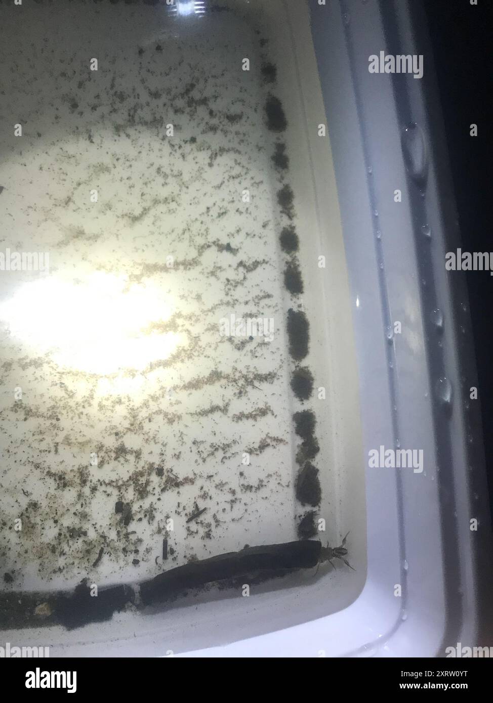 Giant Casemaker Caddisflies (Phryganeidae) Insecta Stock Photo - Alamy