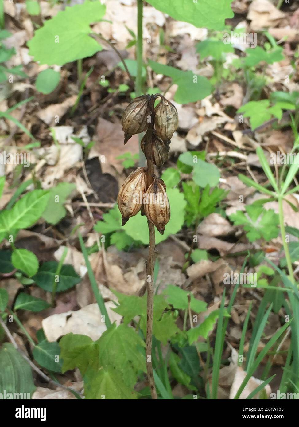putty root (Aplectrum hyemale) Plantae Stock Photo - Alamy