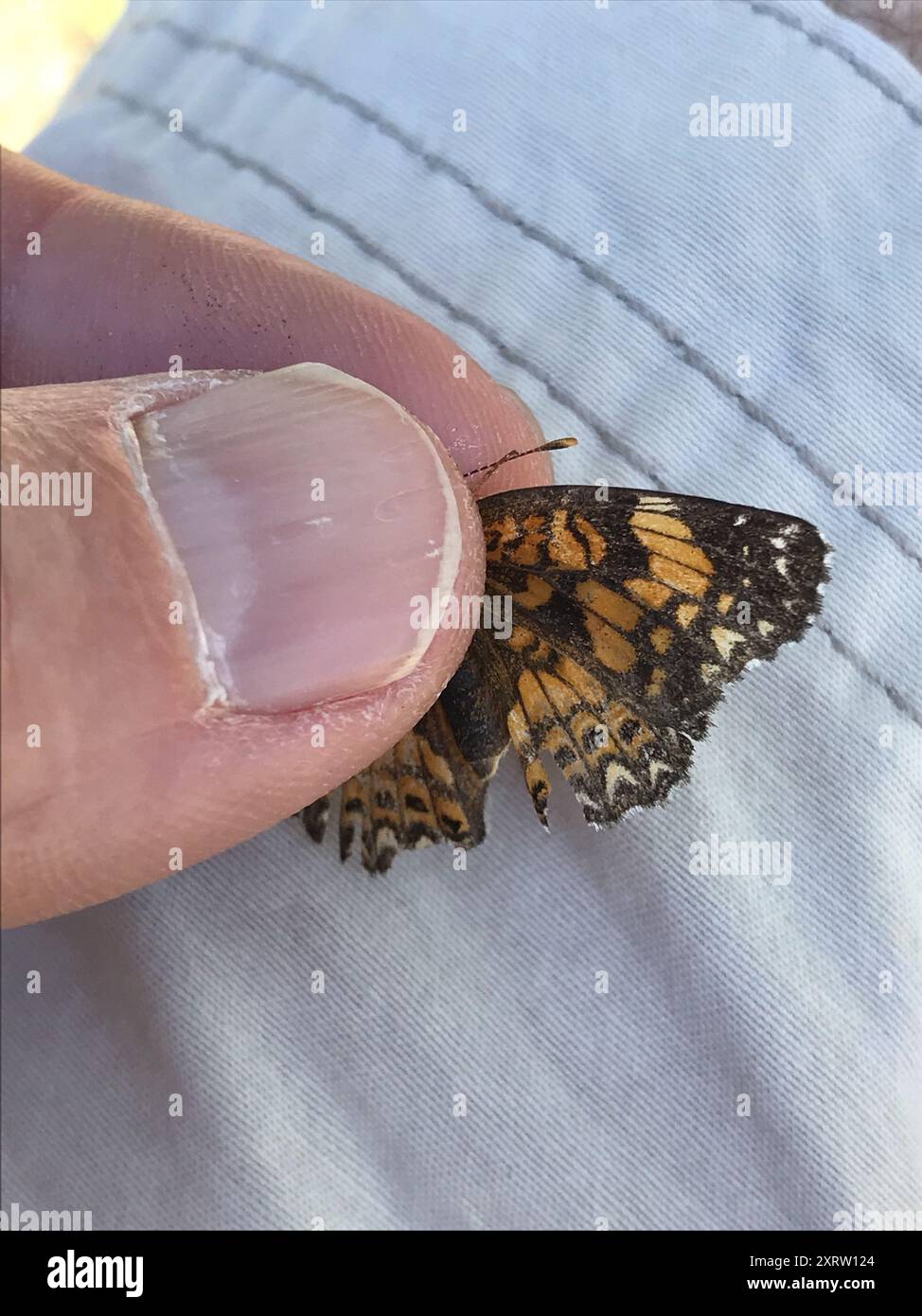 Gorgone Checkerspot (Chlosyne gorgone) Insecta Stock Photo - Alamy