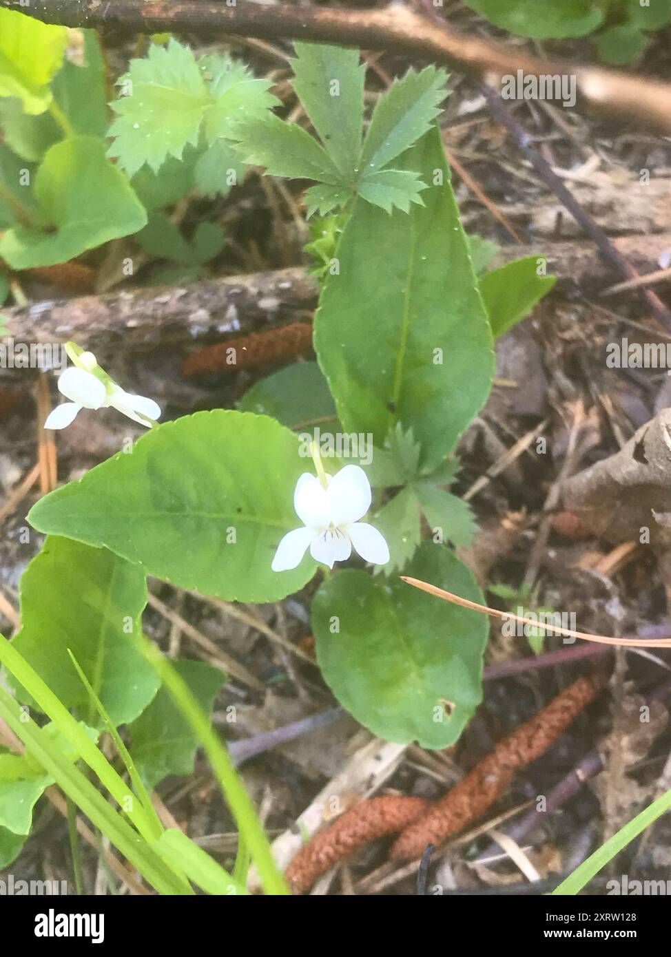primrose-leaved violet (Viola primulifolia) Plantae Stock Photo - Alamy