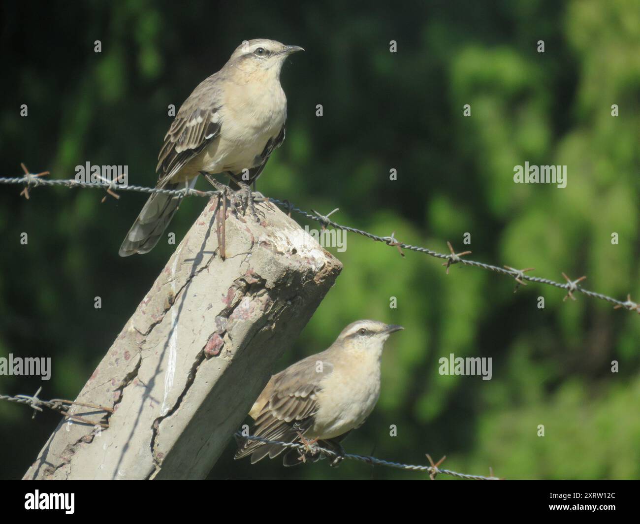 Chalk-browed Mockingbird (Mimus saturninus) Aves Stock Photo - Alamy