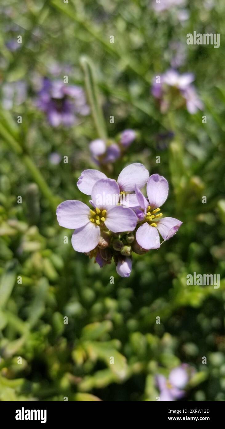 European Searocket (Cakile maritima) Plantae Stock Photo - Alamy