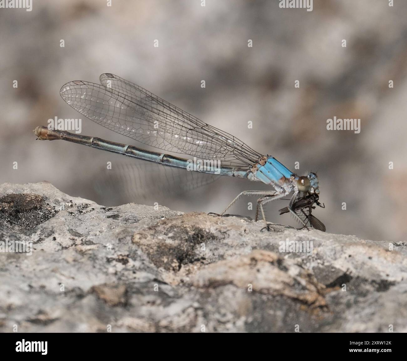 Powdered Dancer (Argia moesta) Insecta Stock Photo - Alamy