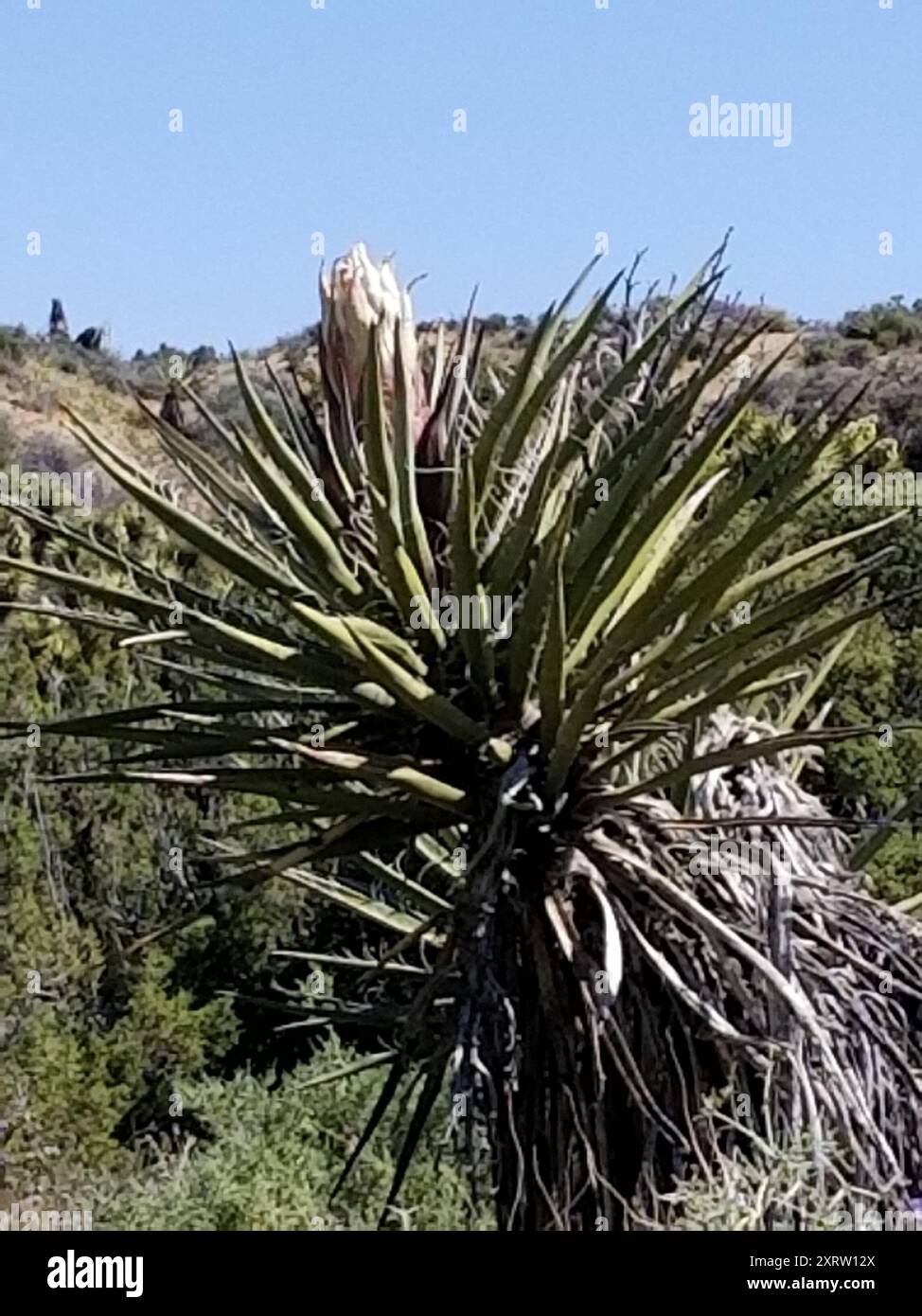 Mojave Yucca (Yucca schidigera) Plantae Stock Photo - Alamy