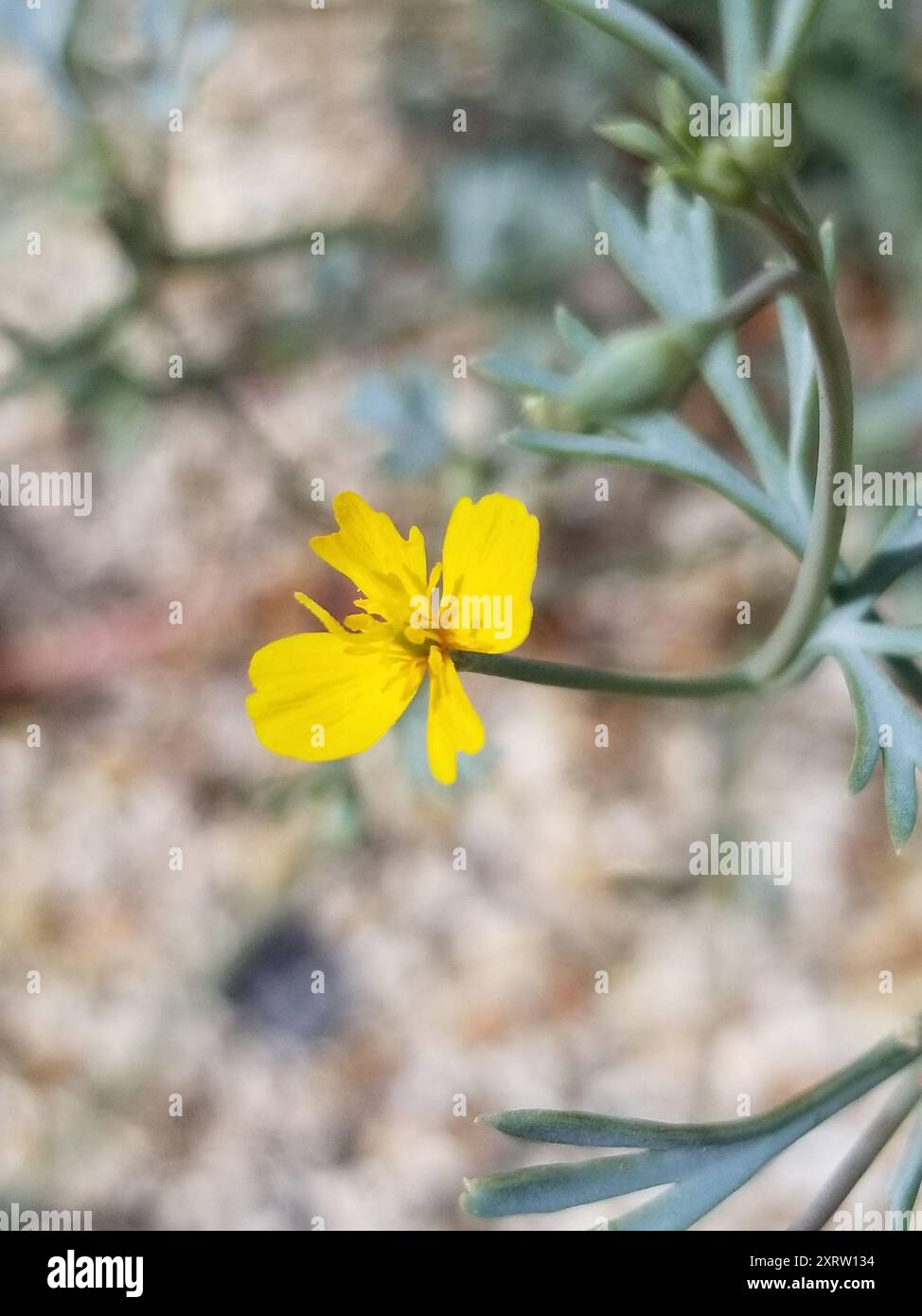 Little Gold Poppy (Eschscholzia minutiflora) Plantae Stock Photo - Alamy