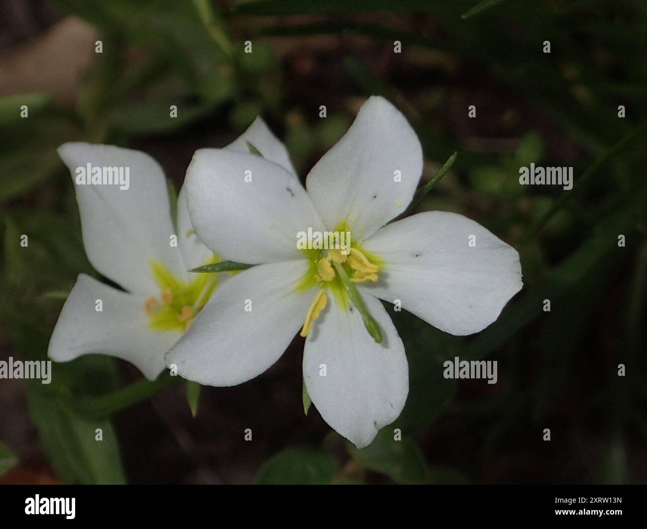 rose gentians (Sabatia) Plantae Stock Photo - Alamy