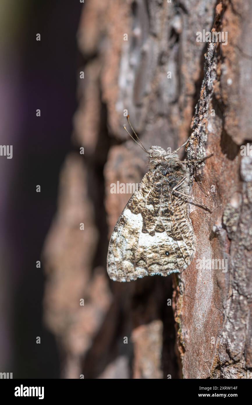 Grayling butterfly (Hipparchia semele) on a scots pine tree trunk ...