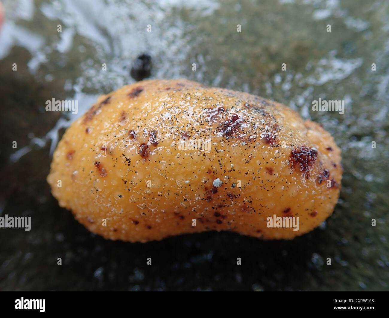Monterey Dorid (Doris montereyensis) Mollusca Stock Photo - Alamy