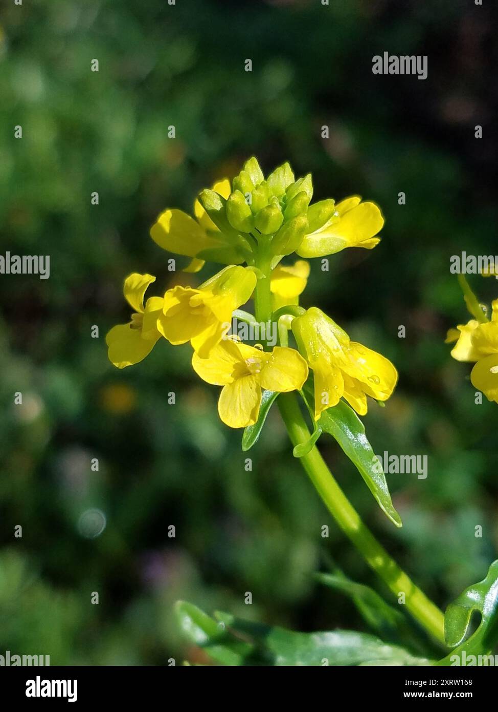 land cress (Barbarea verna) Plantae Stock Photo - Alamy