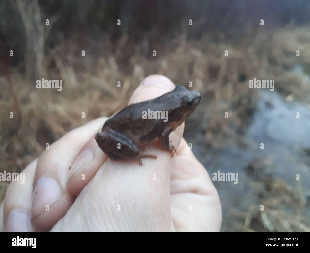 Spring Peeper (Pseudacris crucifer) Amphibia Stock Photo - Alamy
