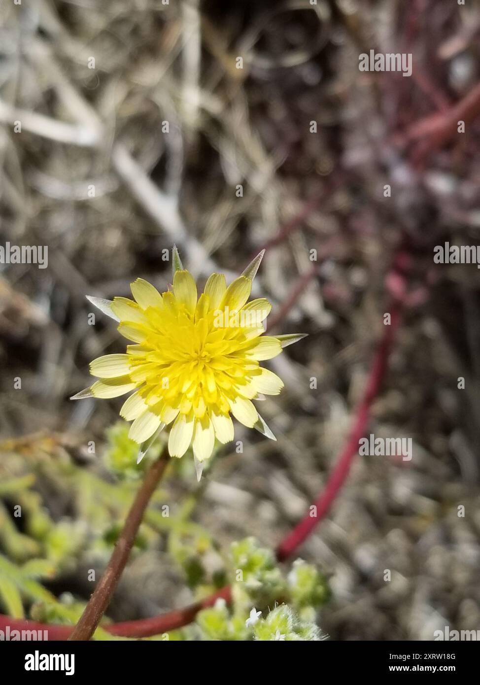 silverpuffs (Uropappus lindleyi) Plantae Stock Photo - Alamy