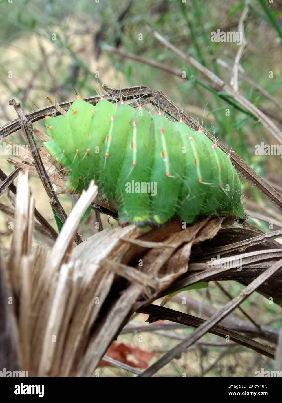 Polyphemus Moth (Antheraea polyphemus) Insecta Stock Photo - Alamy