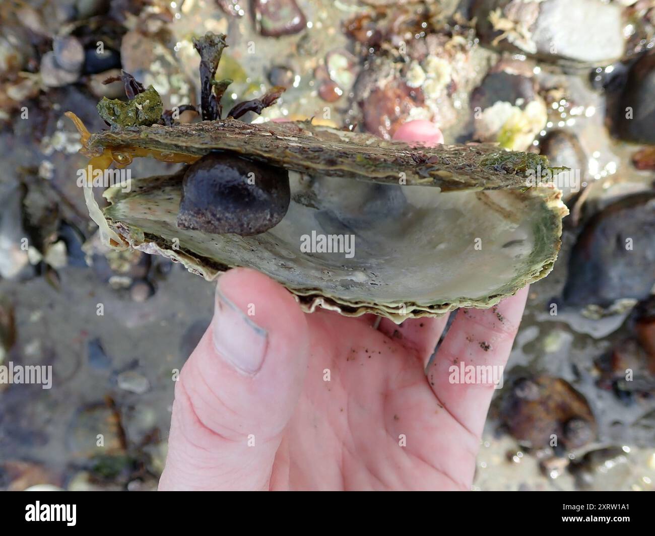European Flat Oyster (Ostrea edulis) Mollusca Stock Photo - Alamy
