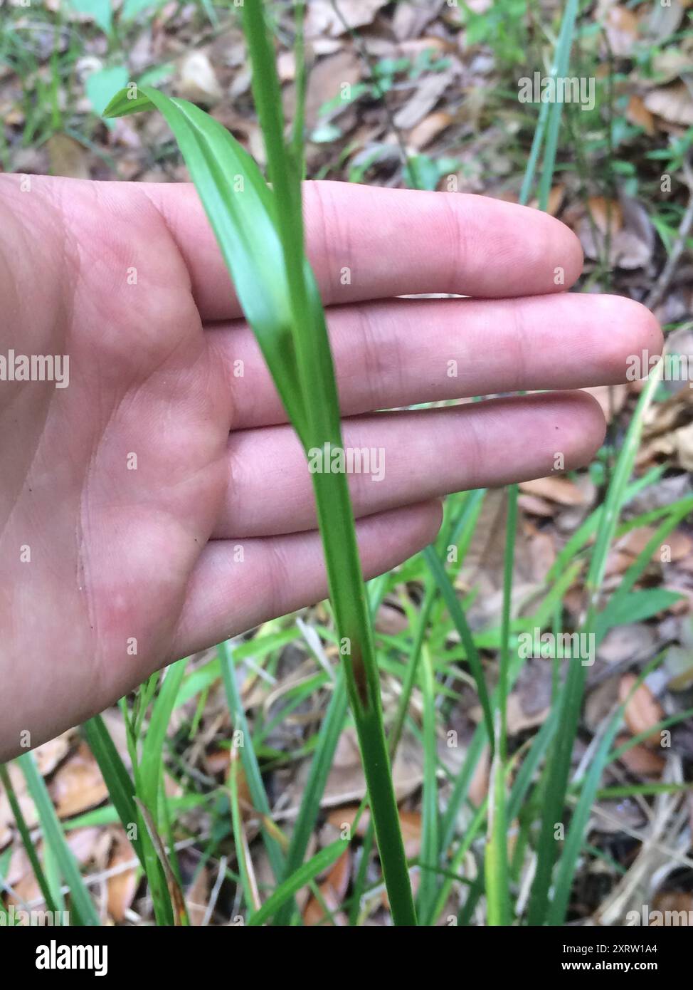 Whip Nutrush (Scleria triglomerata) Plantae Stock Photo - Alamy