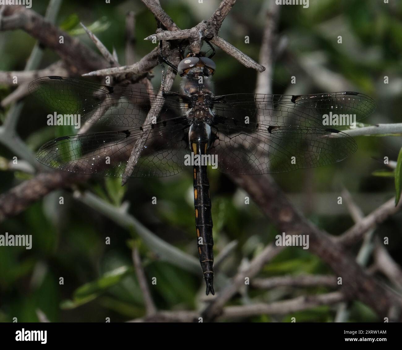 Dot-winged Baskettail (Epitheca petechialis) Insecta Stock Photo - Alamy