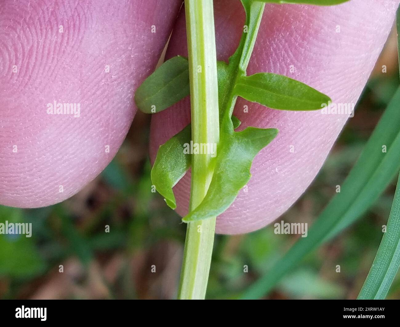 mustard family (Brassicaceae) Plantae Stock Photo - Alamy