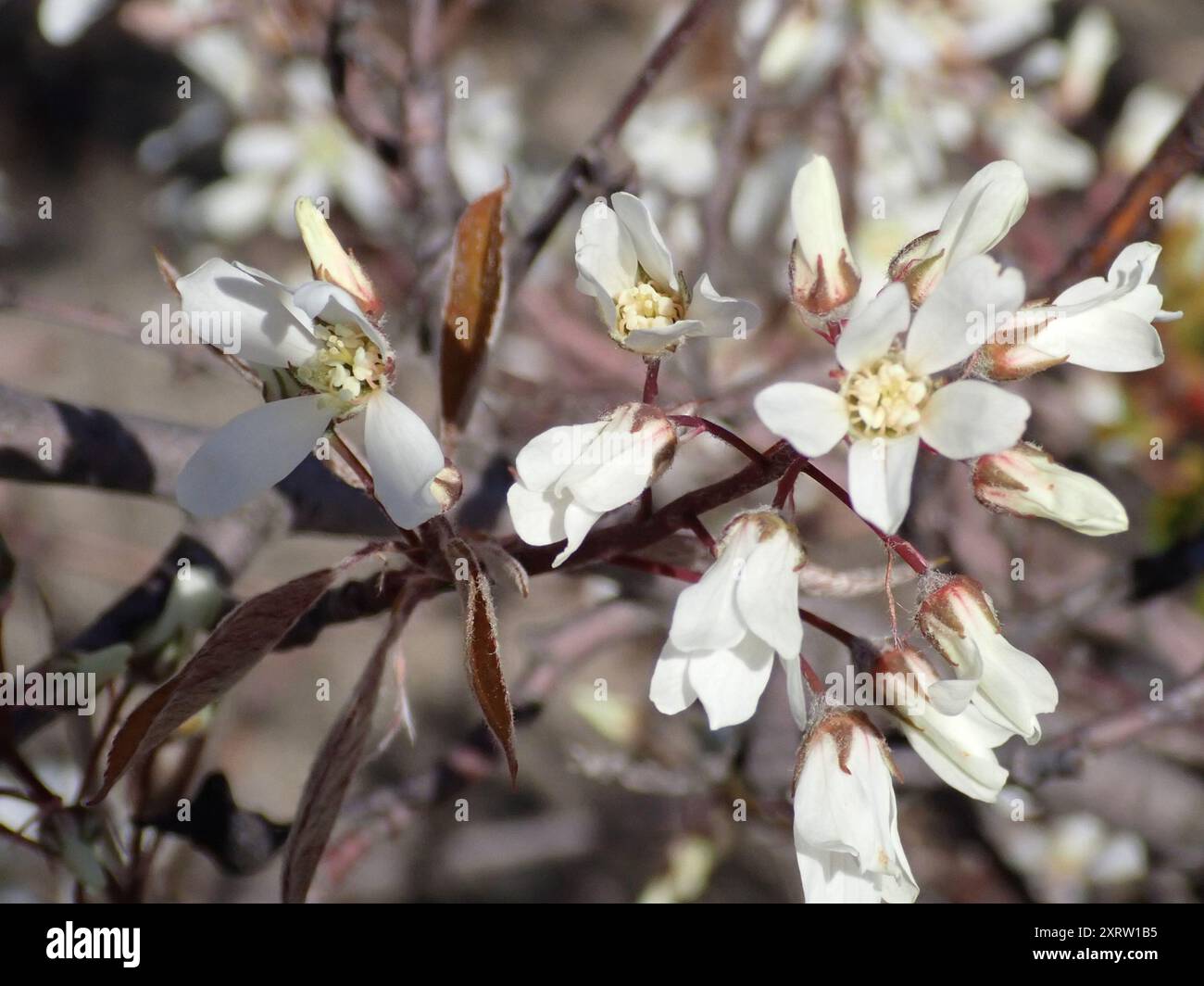 common serviceberry (Amelanchier arborea) Plantae Stock Photo - Alamy