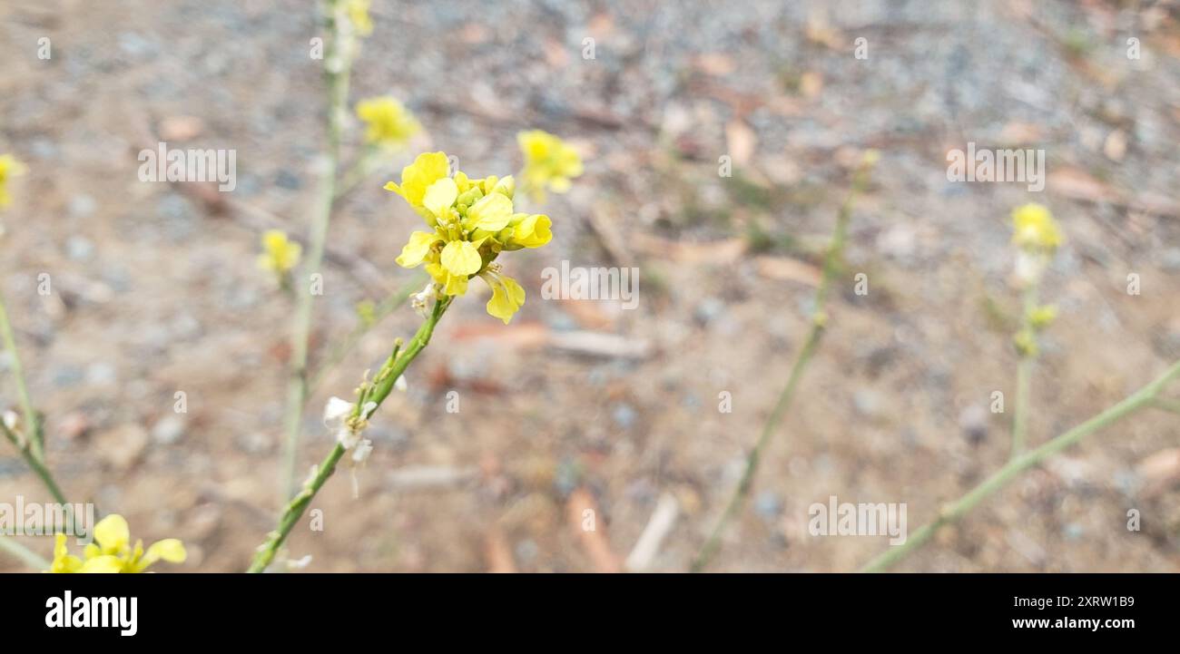 mustard family (Brassicaceae) Plantae Stock Photo - Alamy