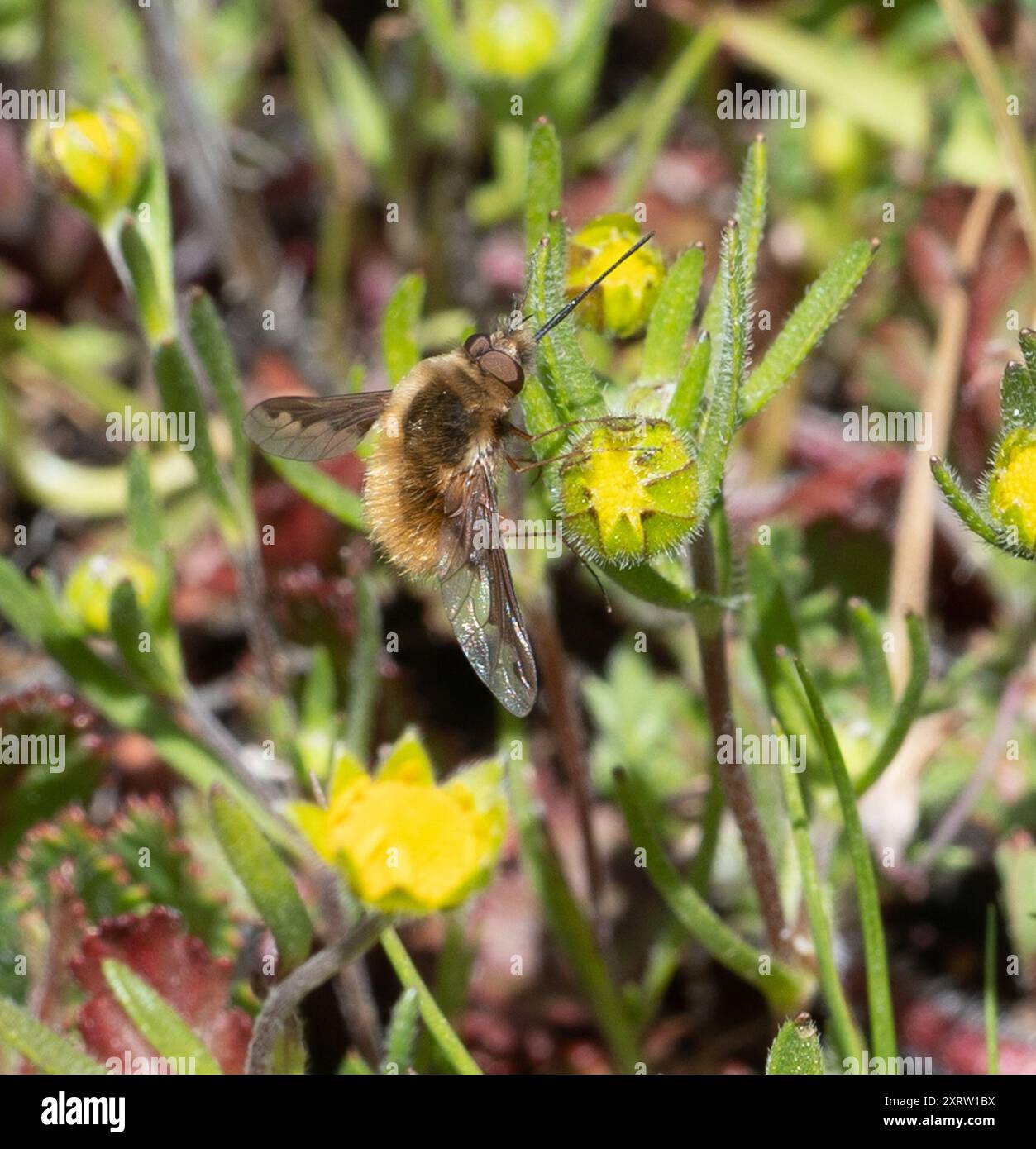 Greater Bee Fly (Bombylius major) Insecta Stock Photo - Alamy
