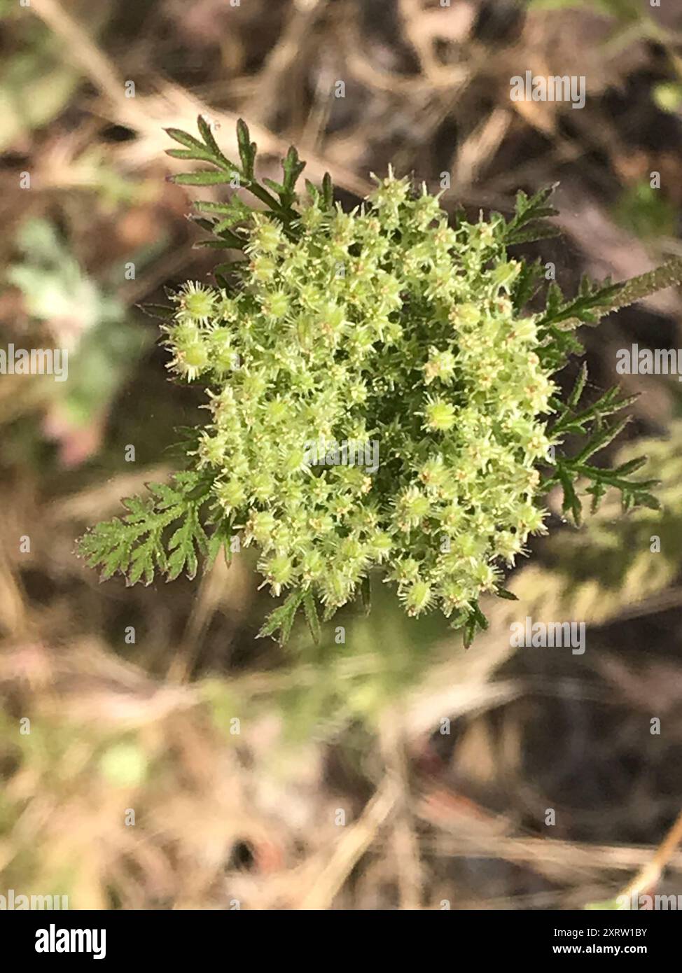 American wild carrot (Daucus pusillus) Plantae Stock Photo - Alamy