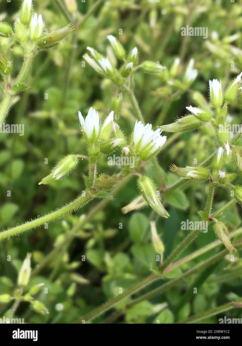 Common mouse-ear chickweed (Cerastium fontanum) Plantae Stock Photo - Alamy