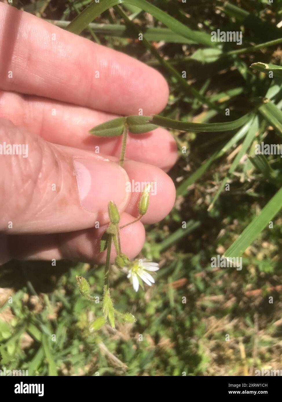 Common mouse-ear chickweed (Cerastium fontanum) Plantae Stock Photo - Alamy