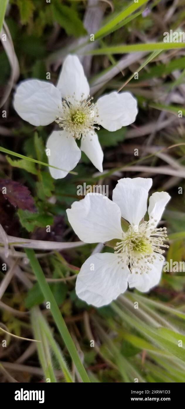 southern dewberry (Rubus trivialis) Plantae Stock Photo - Alamy