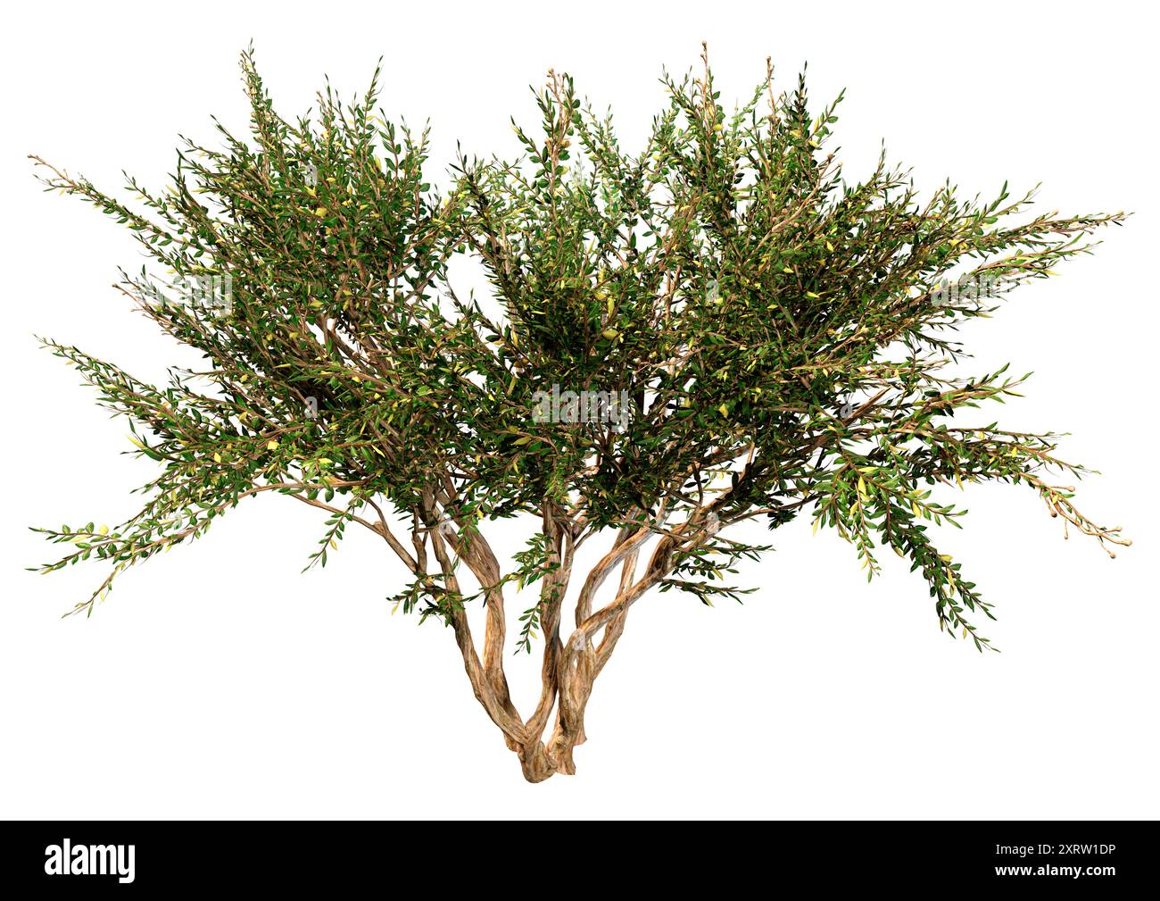 3D rendering of a crape myrtle plant isolated on white background Stock ...