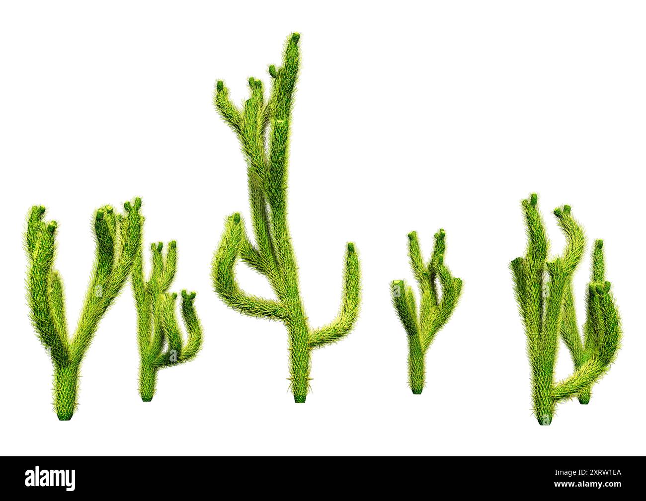 3D rendering of green cholla cactus isolated on white background Stock ...