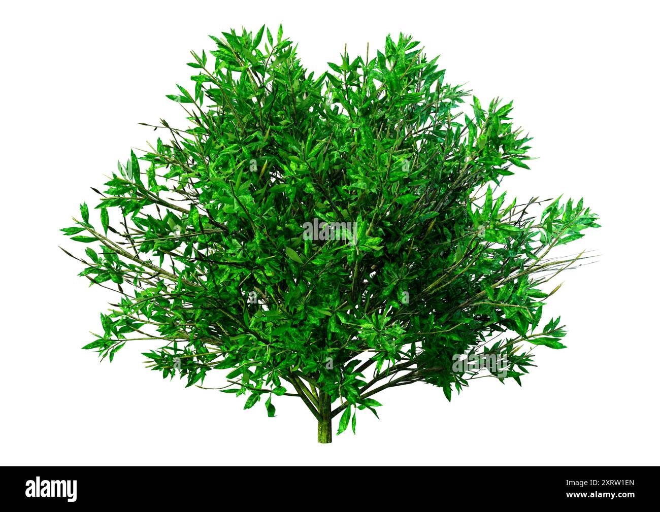3D rendering of a green azalea plant isolated on white background Stock ...