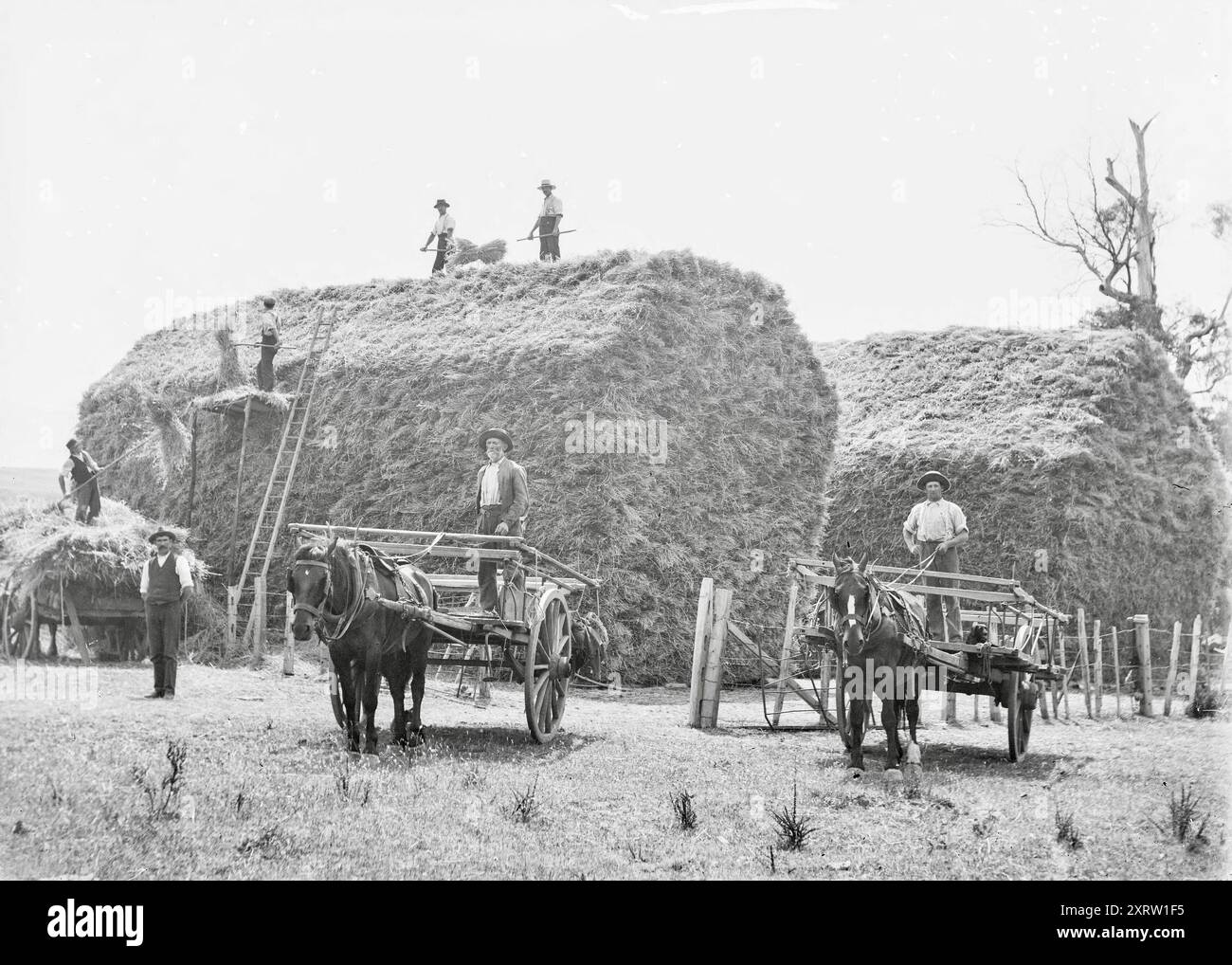 Making Hay Stacks - Tasmania - c1900s Stock Photo - Alamy