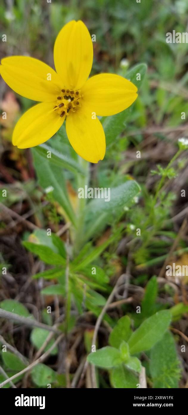 Texas yellow star (Lindheimera texana) Plantae Stock Photo - Alamy