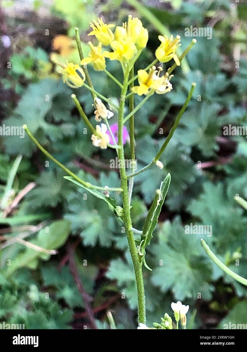 London rocket (Sisymbrium irio) Plantae Stock Photo - Alamy