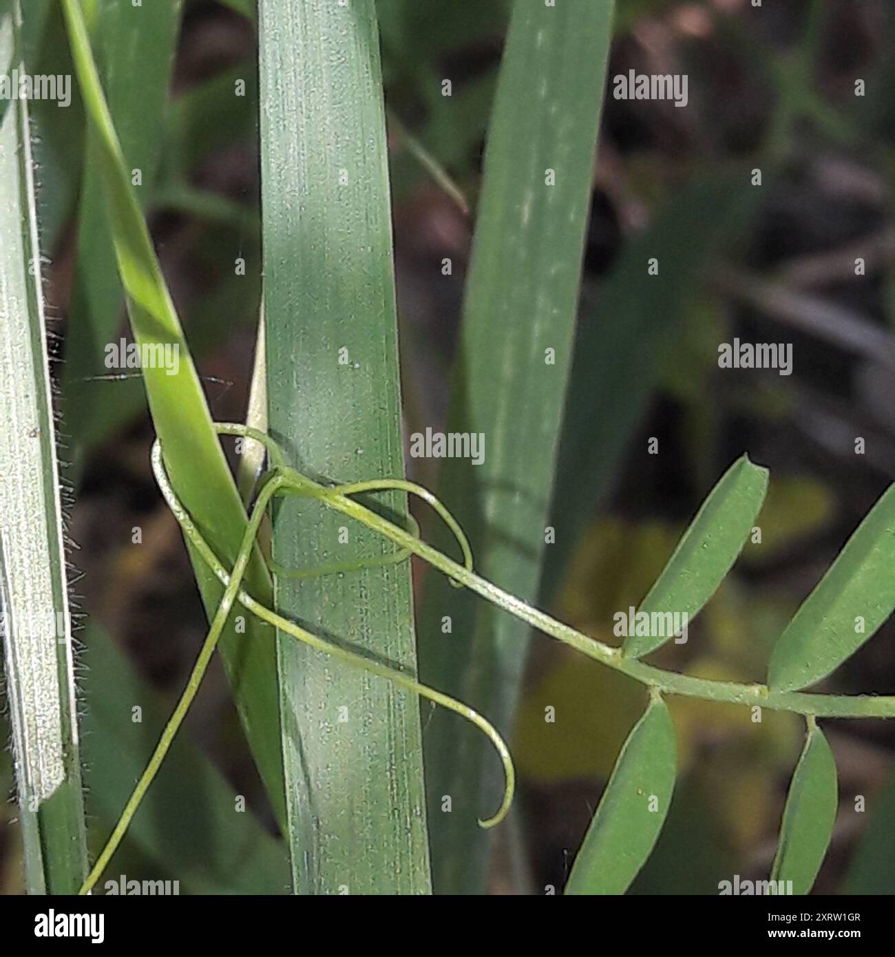 Vetches (Vicia) Plantae Stock Photo - Alamy