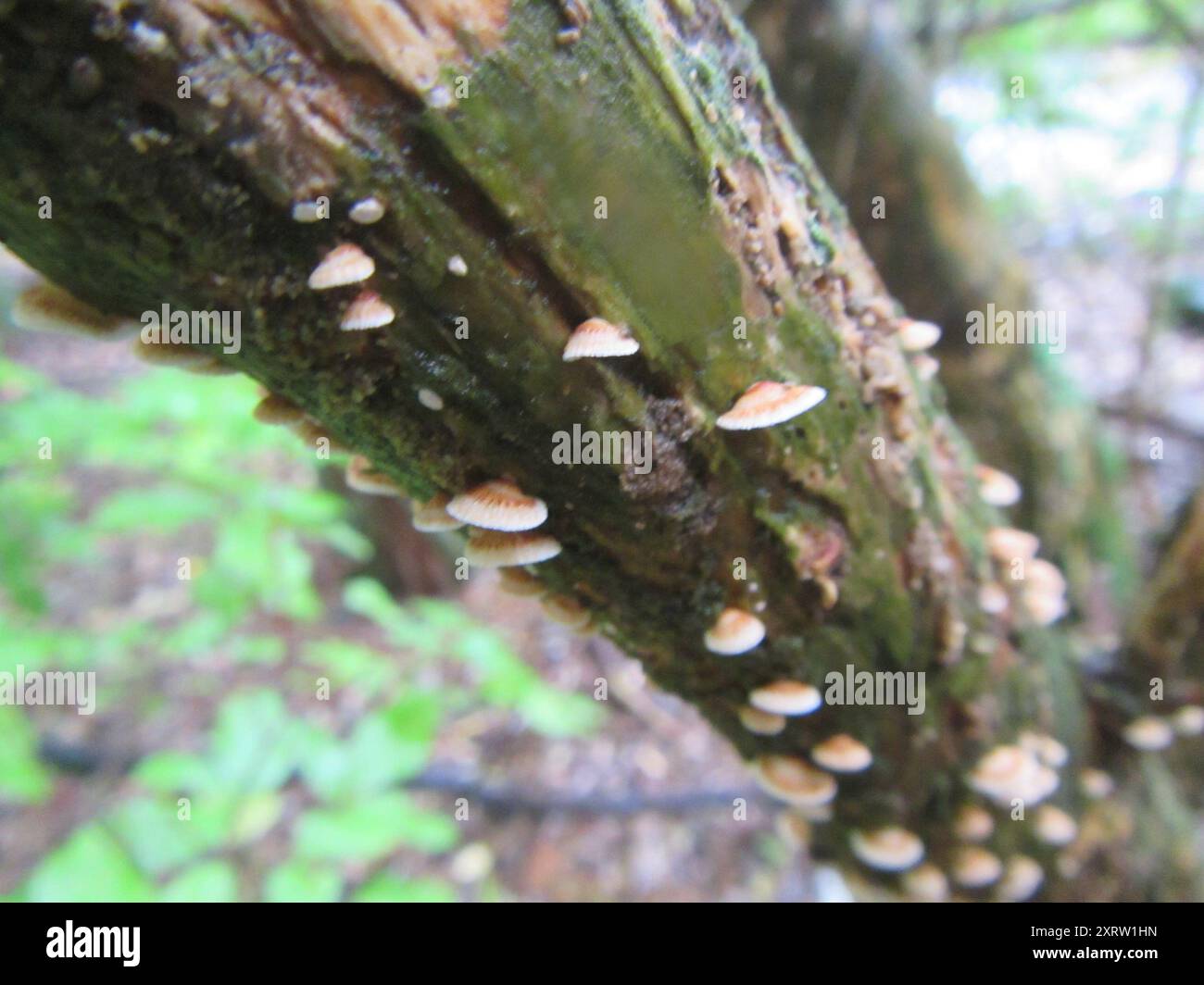 (Chaetocalathus cocciformis) Fungi Stock Photo - Alamy