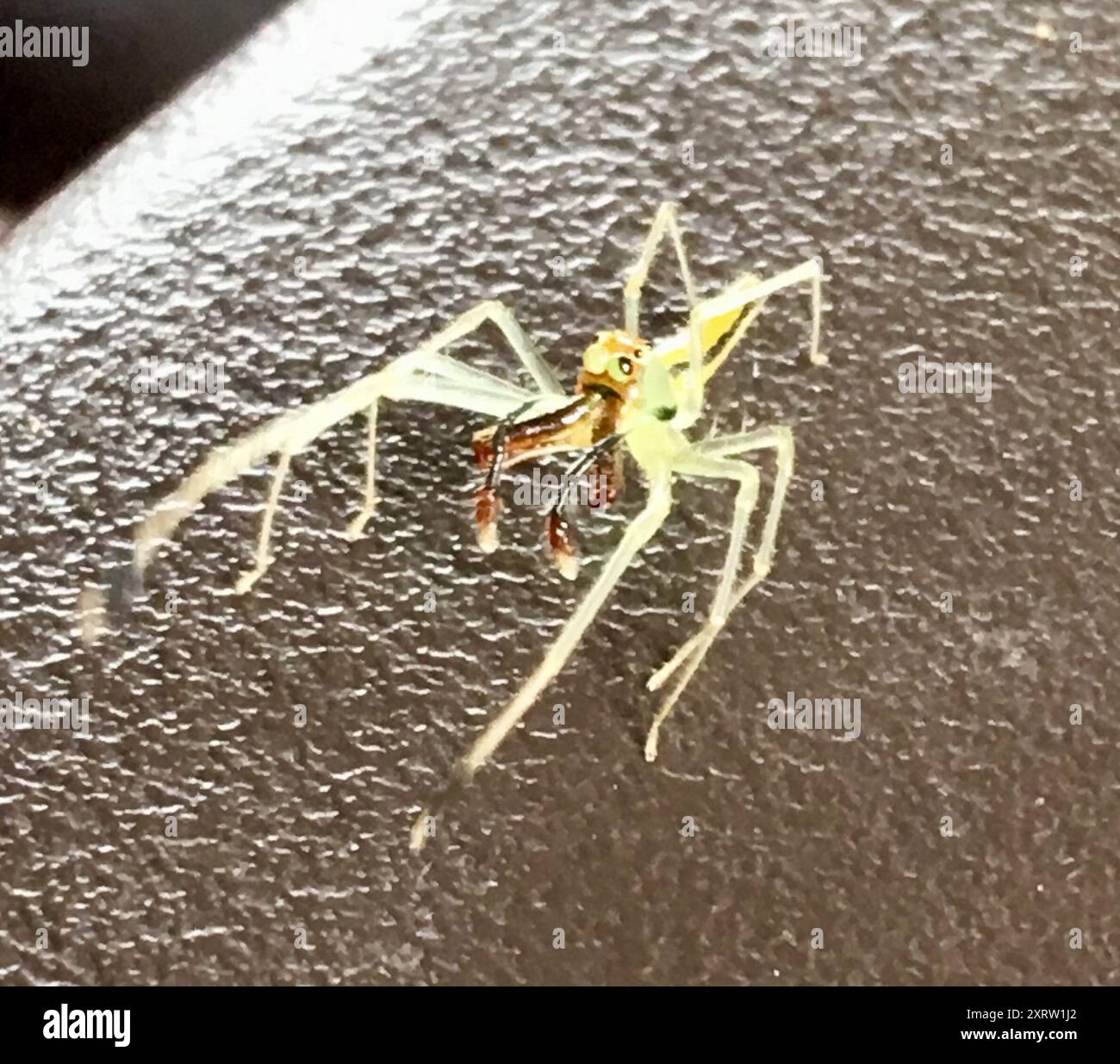 Translucent Green Jumping Spiders (Lyssomanes) Arachnida Stock Photo ...