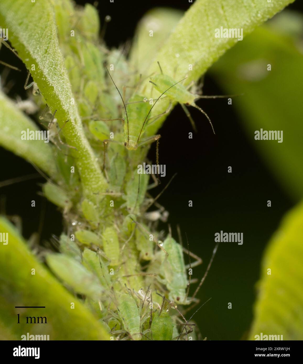 Potato Aphid (Macrosiphum euphorbiae) Insecta Stock Photo - Alamy