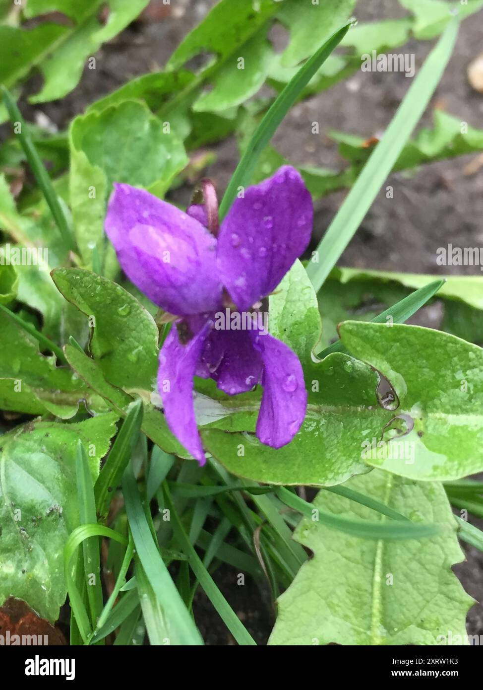 Sweet violet (Viola odorata) Plantae Stock Photo - Alamy