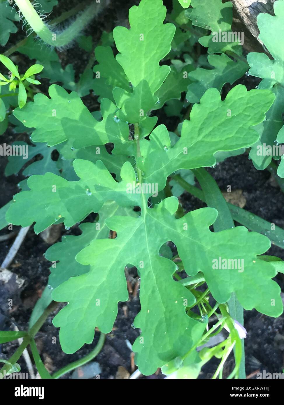 Celandine Poppy (Stylophorum diphyllum) Plantae Stock Photo - Alamy