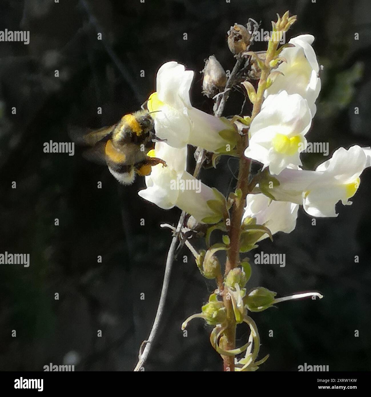Buff-tailed Bumble Bee (Bombus terrestris) Insecta Stock Photo - Alamy