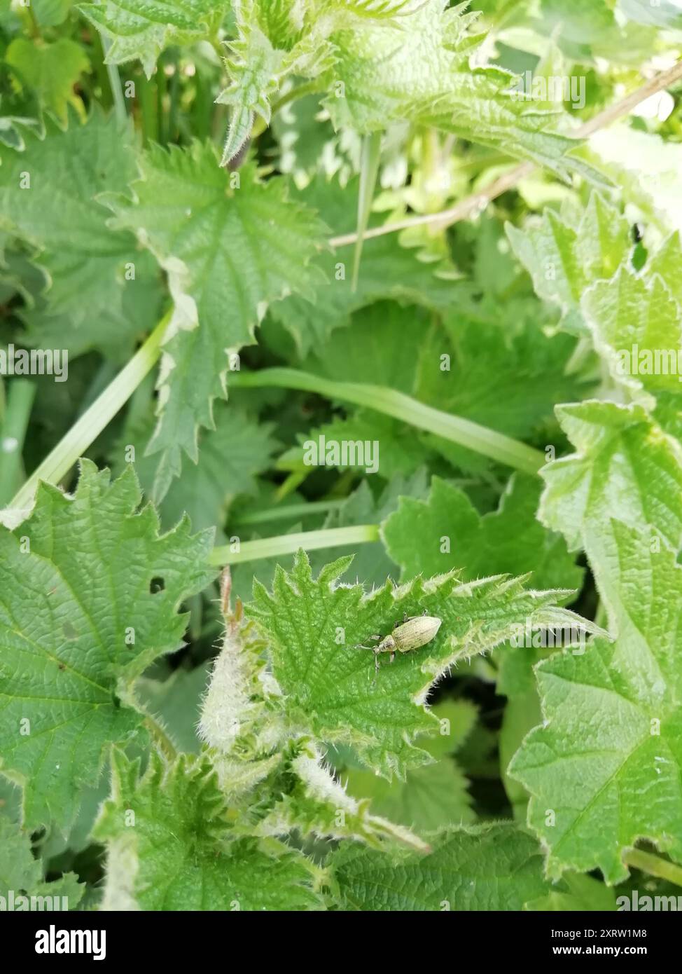 Nettle weevil (Phyllobius pomaceus) Insecta Stock Photo - Alamy