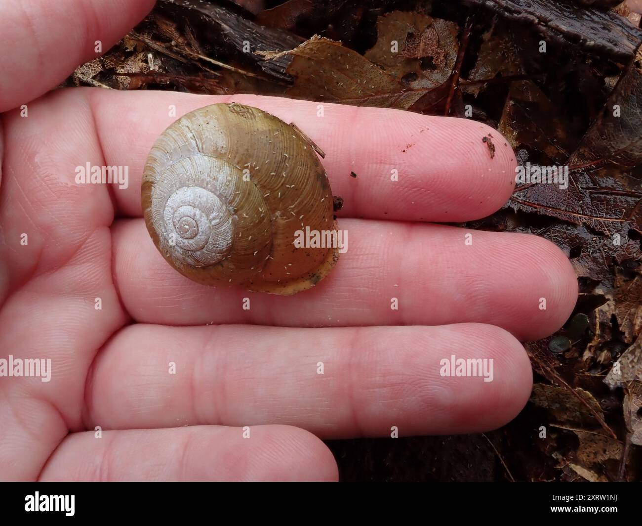 Eastern Whitelip (Neohelix albolabris) Mollusca Stock Photo - Alamy