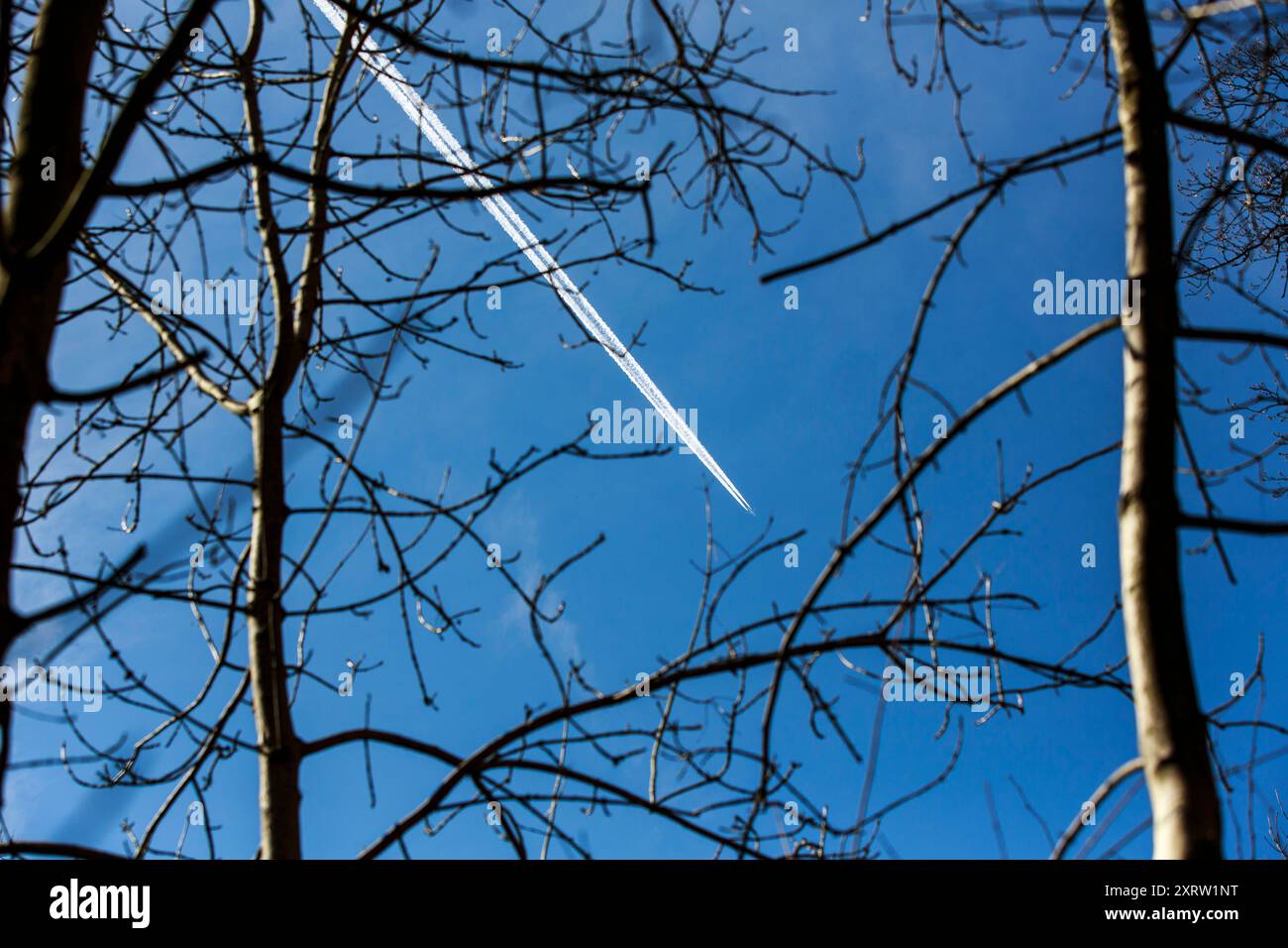 Vapor trails from jet aircraft seen through leafless tree branches in a ...