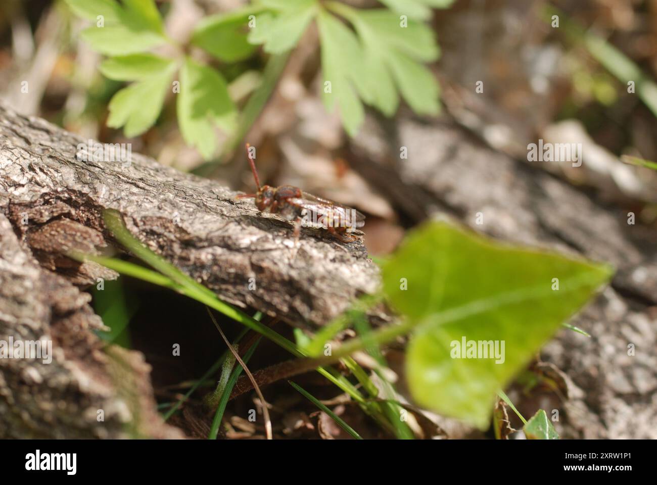 Nomad Bees (Nomada) Insecta Stock Photo - Alamy