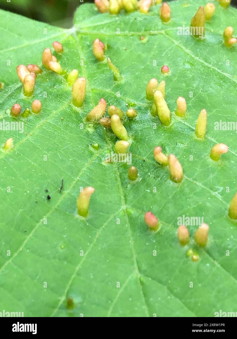 Red Nail Gall Mite (Eriophyes tiliae) Arachnida Stock Photo - Alamy