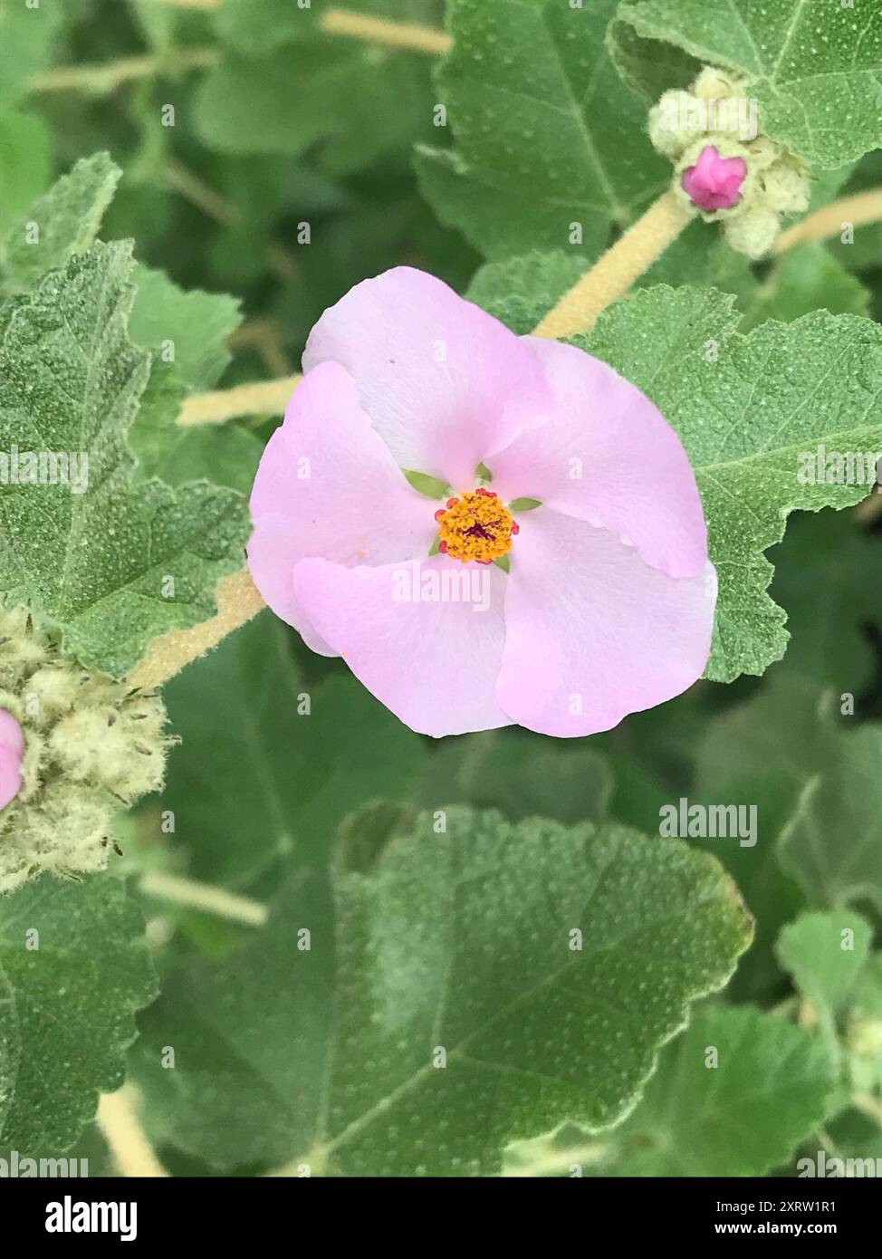 southern coastal bushmallow (Malacothamnus fasciculatus) Plantae Stock ...